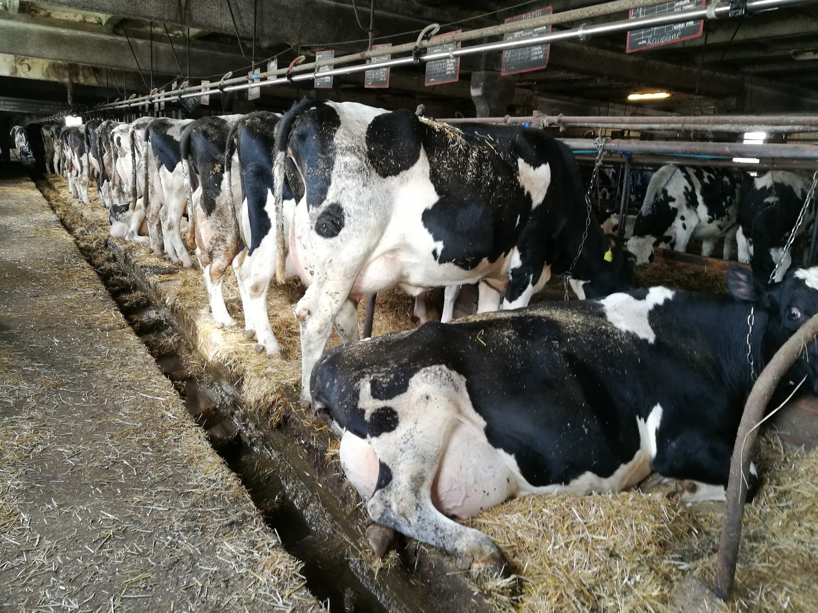 Veterinärstudent i Kaunas, Litauen.: Kossor, kossor och flera kossor