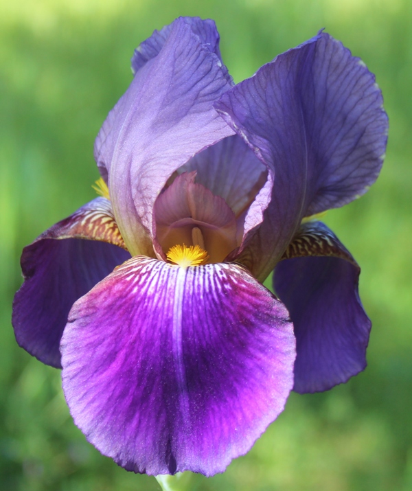 World of Irises: Iris in Indiana: E.B. and Mary Williamson