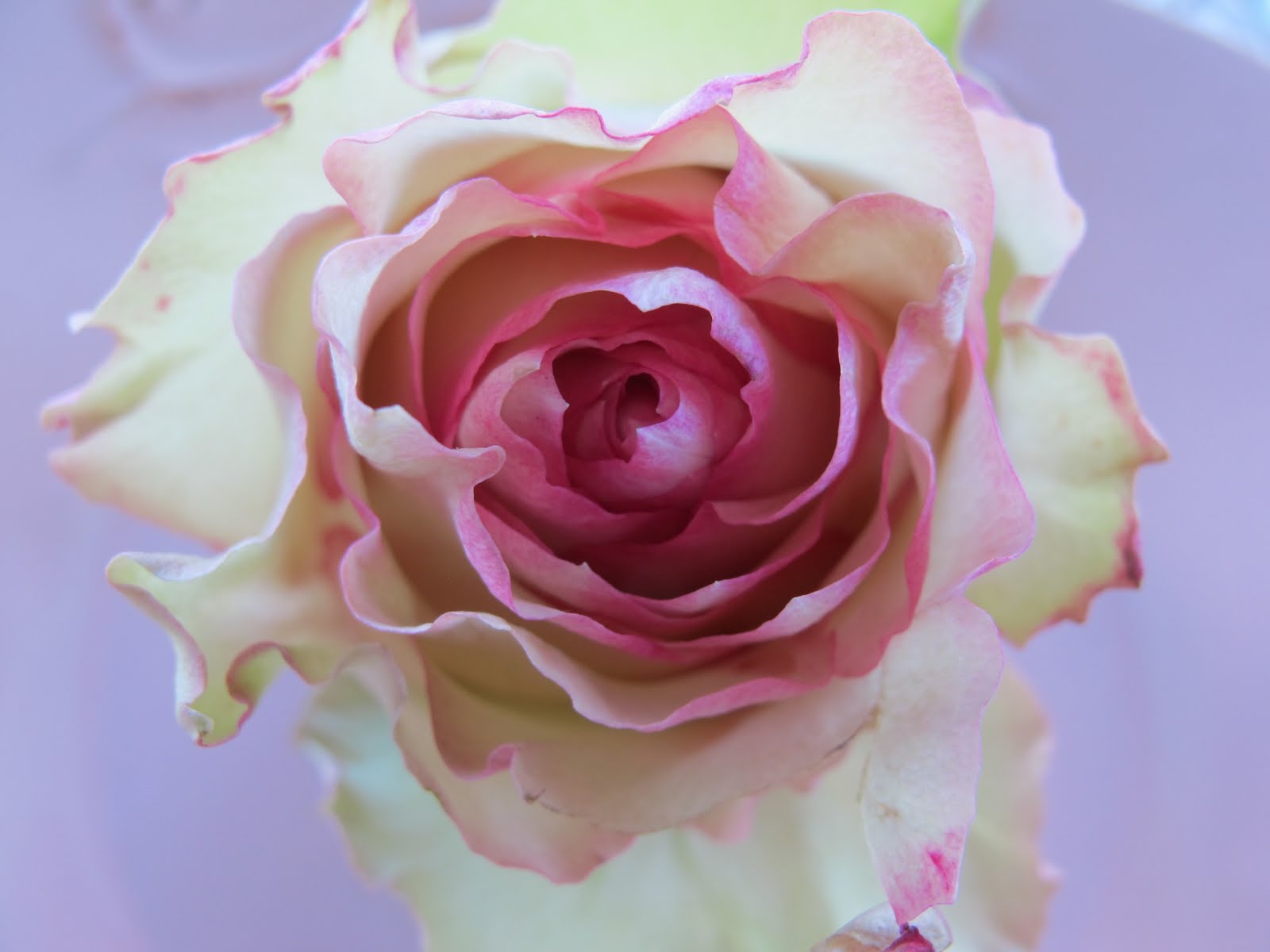 Roses For Mother On Her Special Day - Purple Chocolat Home