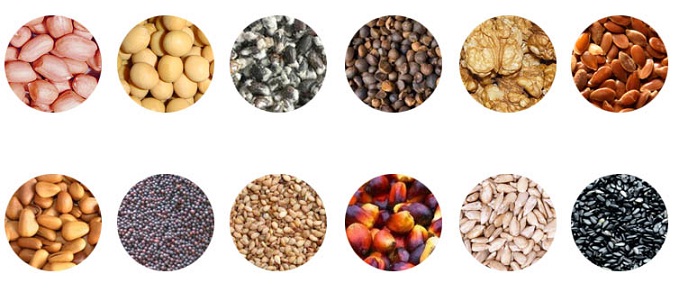 Oil Seeds and Crops: Oil Seed and Oil Crop