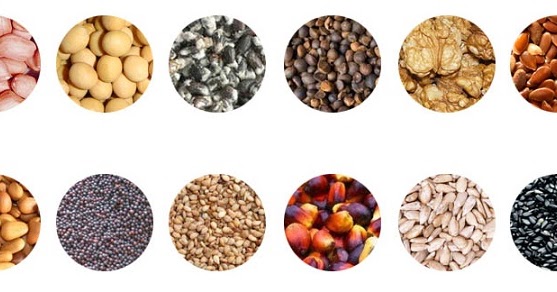 Oil Seeds and Crops: Oil Seed and Oil Crop