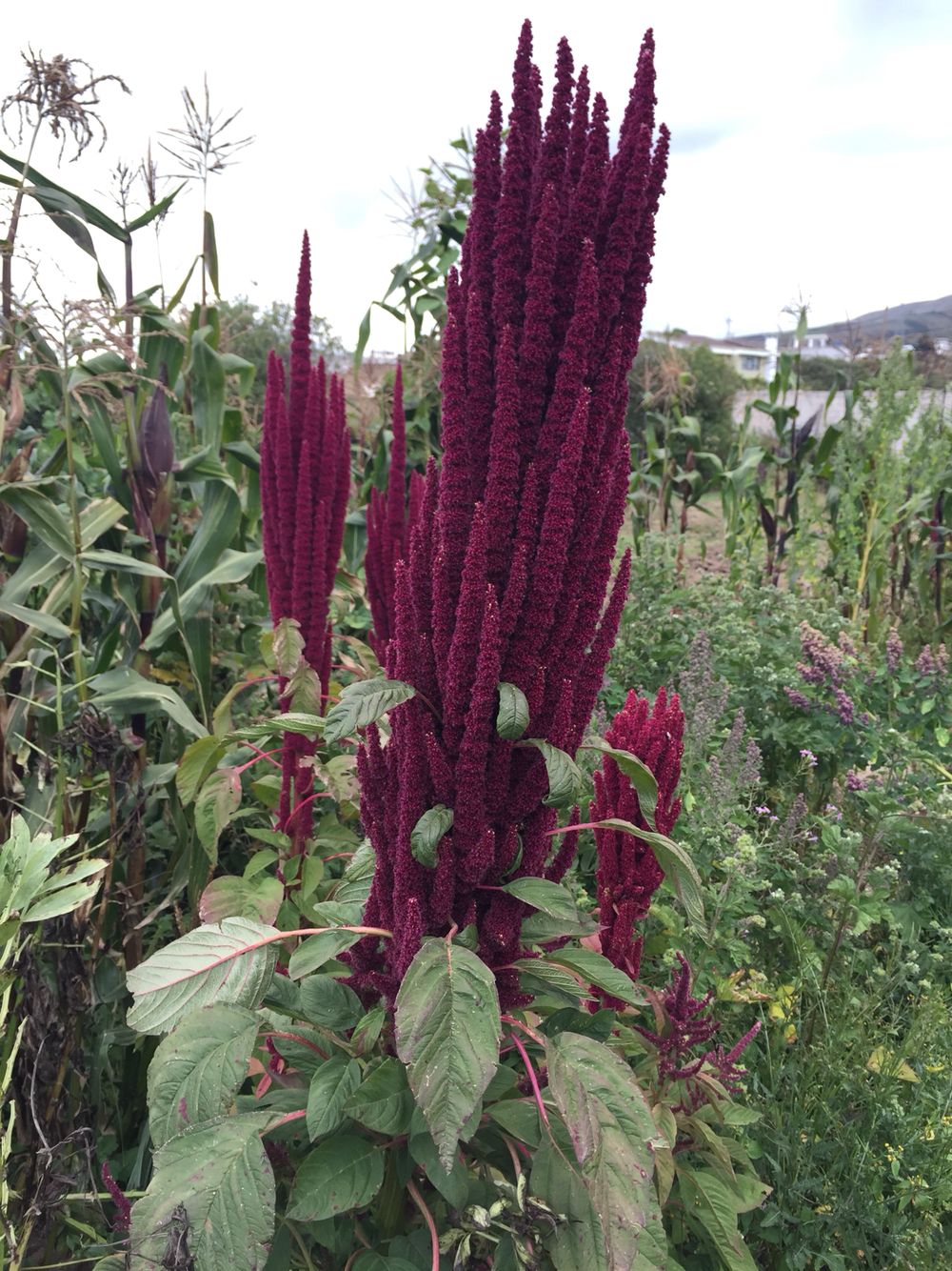 SANGORCHE O ATACO Y SUS PROPIEDADES MEDICINALES