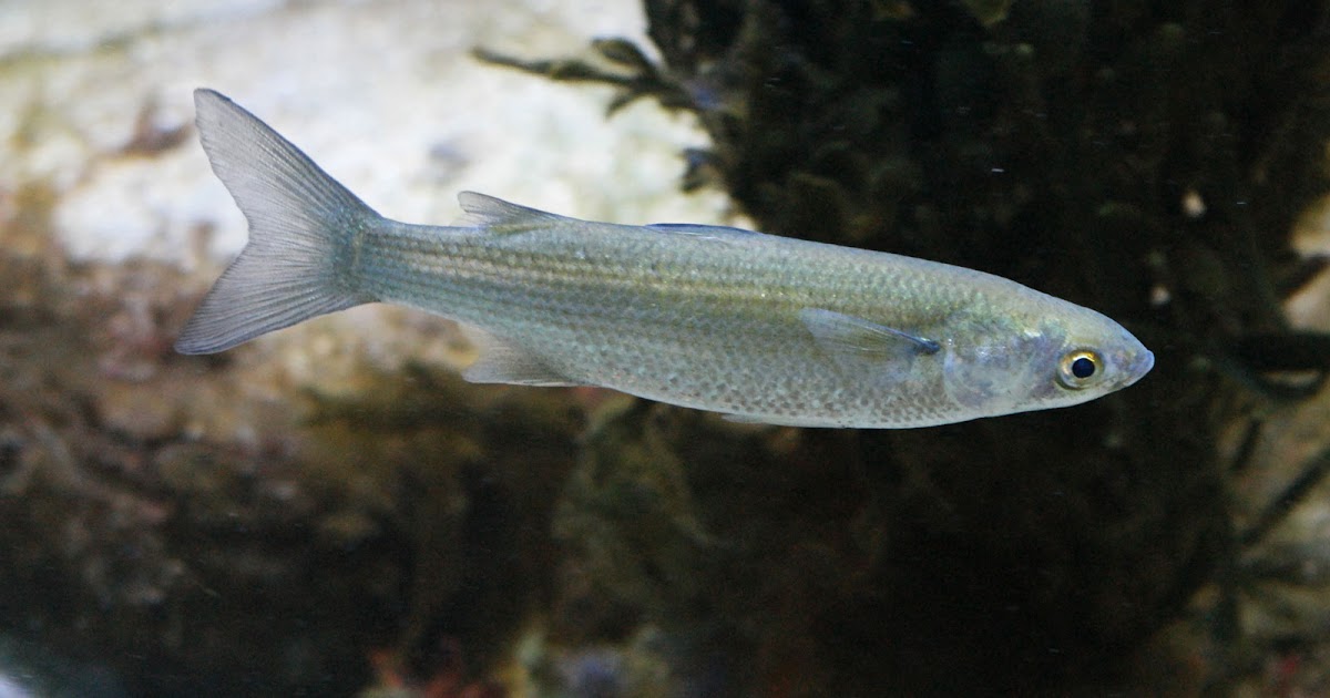 Ikan Haring Atlantik; Klasifikasi, Morfologi, Habitat Dll - Melek Perikanan