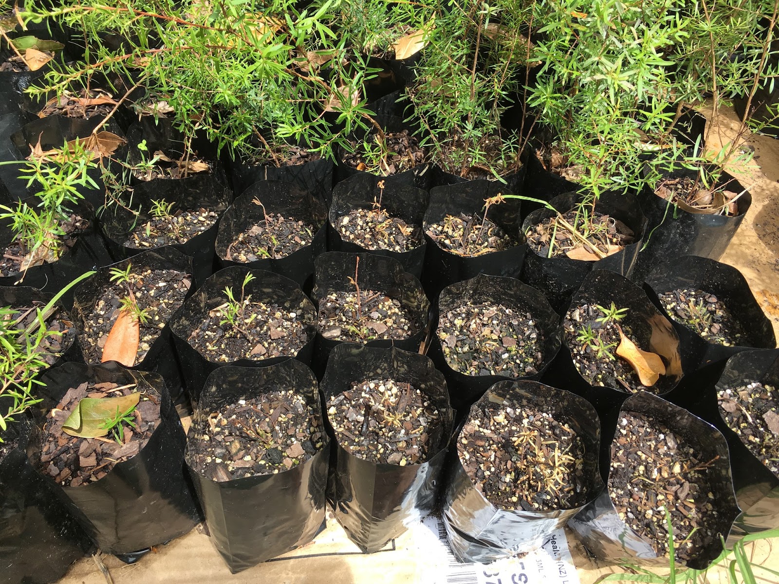 Beekeepers Blog: Growing Manuka Trees from Cuttings