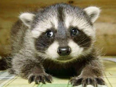 Mapaches: Donde habitan y su comportamiento