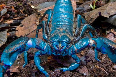 ESCORPIÓN EMPERADOR AZUL