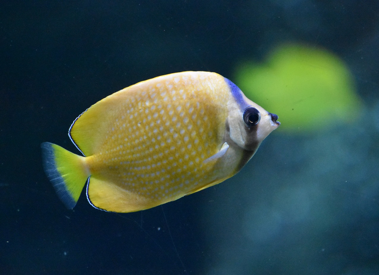 ZOOTOGRAFIANDO (6.100 ANIMALS): PEZ MARIPOSA DE KLEIN / SUNBURST ...