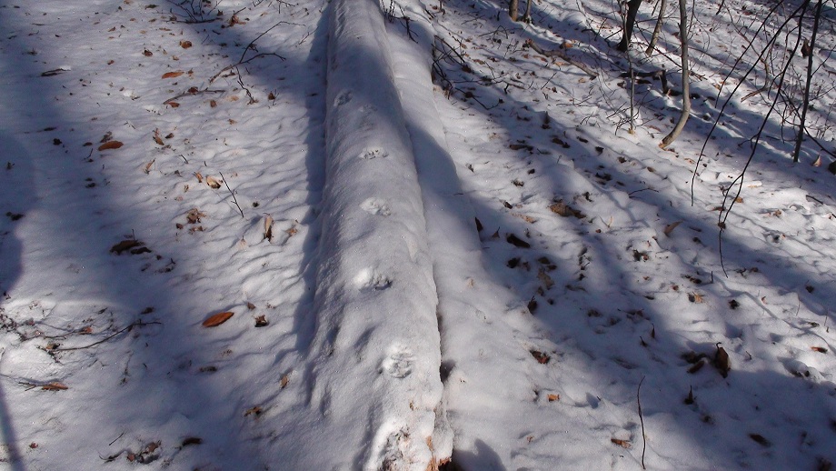 Tales From The Wilds: Tell Tale Tracks