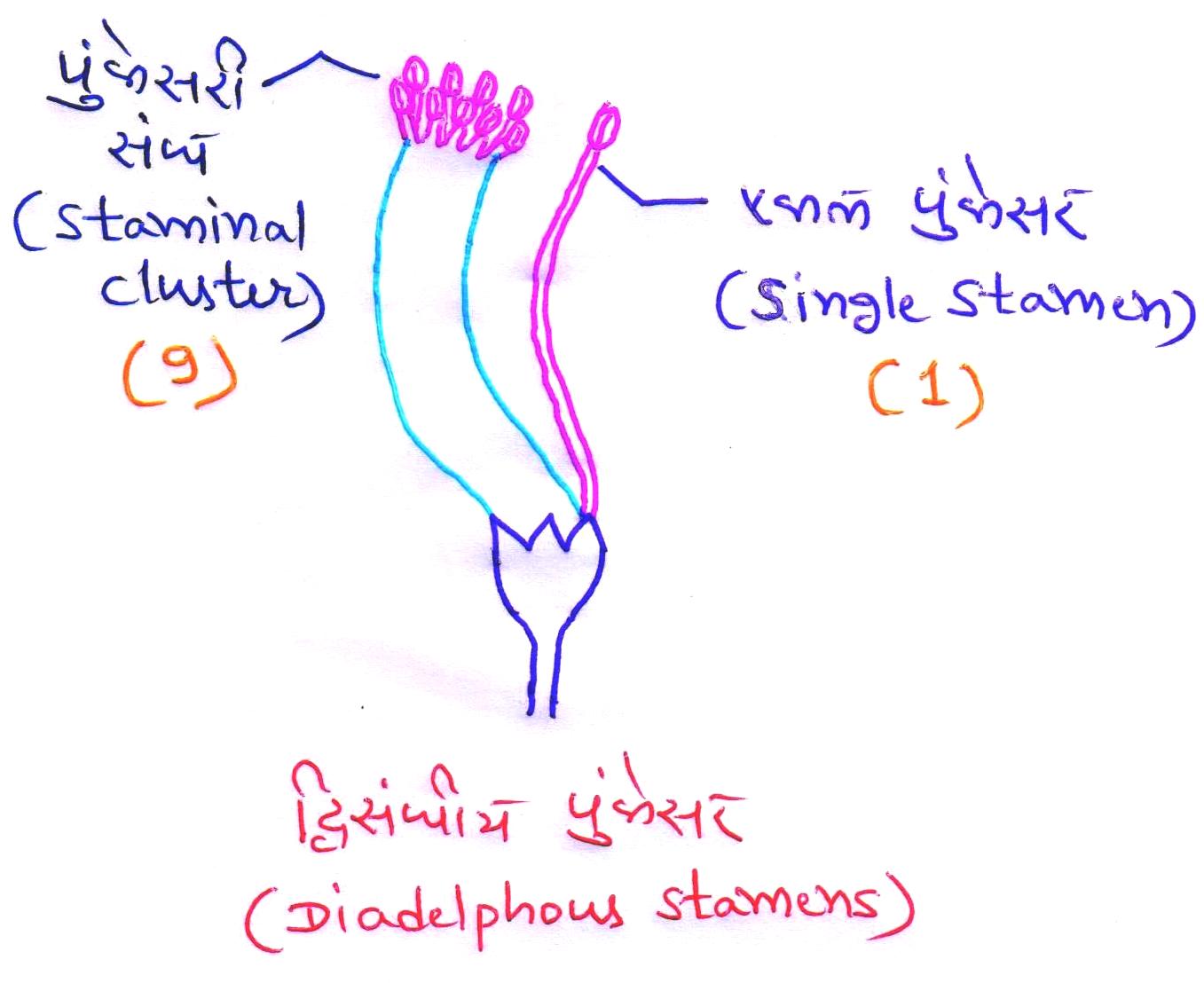 Urd Crop Improvement