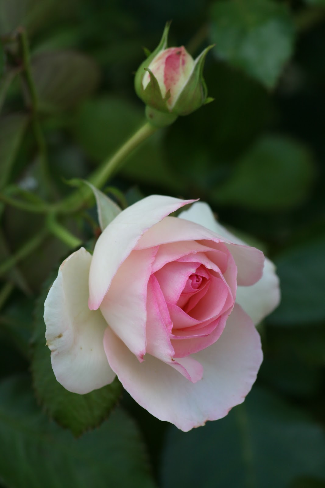 Le Récréart Delfie: Cueillez dès aujourd'hui les roses de la vie ...