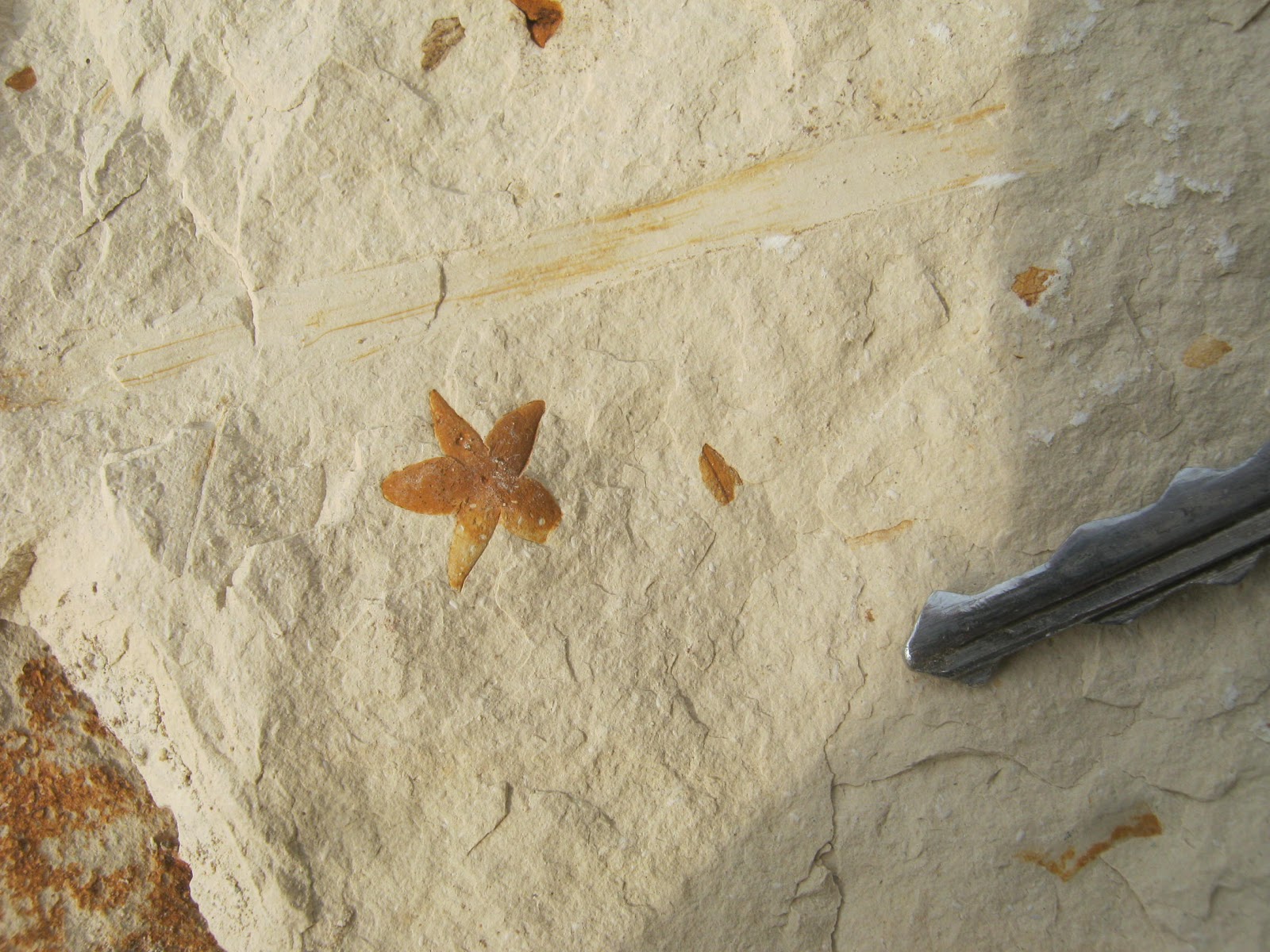 FOSILI - HERCEGOVINA: RAZNI (NOVO)OTKRIVENI FOSILI BILJAKA I ŽIVOTINJA ...