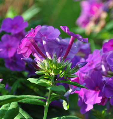 Three Dogs in a Garden: Garden Phlox, Phlox Paniculata