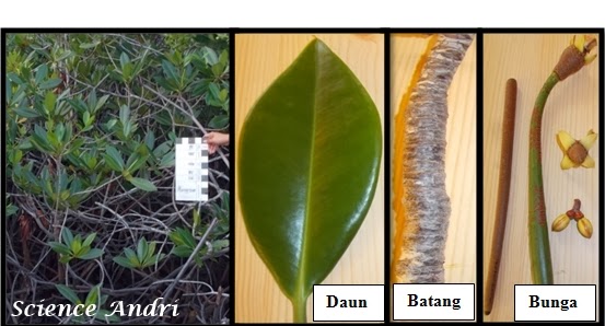 Klasifikasi dan deskripsi Rhizopora apiculata | ScienceAndri