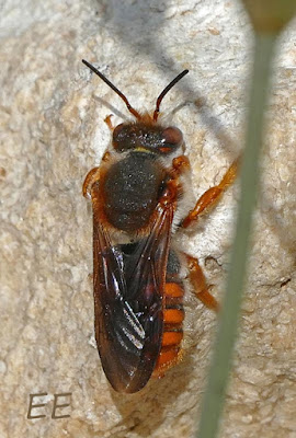 Mallorca es así también: Insectos de primavera en el jardín