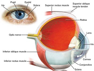 Medwallet - Dr.Manpreet's Blog: Sclera (Sclerotic coat)