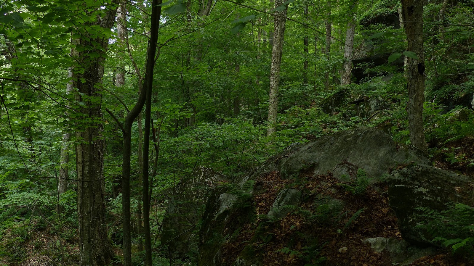 New England Forests: Massachusetts Old Growth Forest