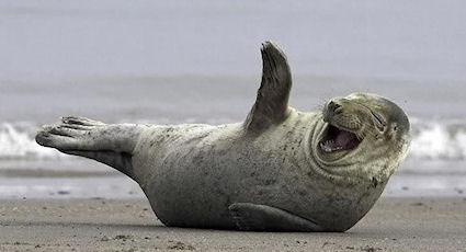 The Presurfer: The 26 Happiest Animals In The World
