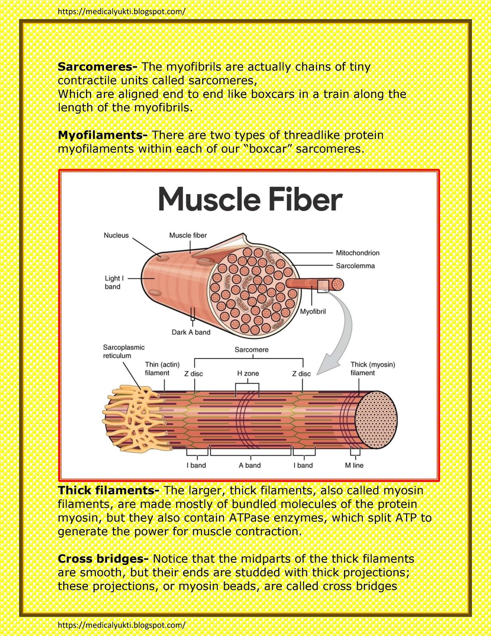 Muscular System Anatomy Physiology - Medical Yukti