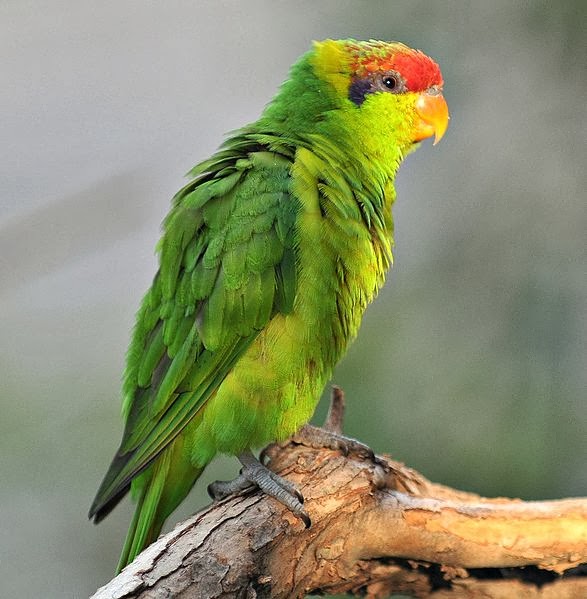 Mengenal Burung Perkici Iris | Burung Gue