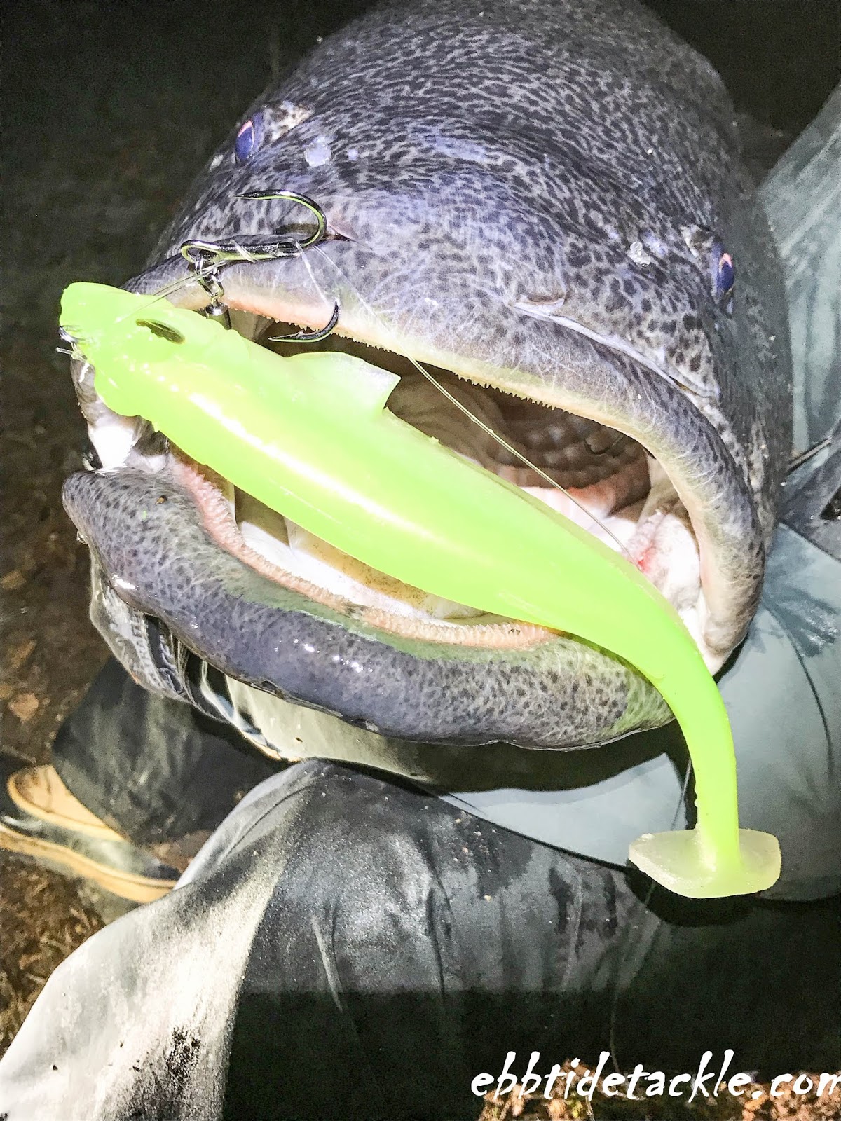 EBB TIDE TACKLE - The BLOG: Megabass Magdraft - our favorite soft ...