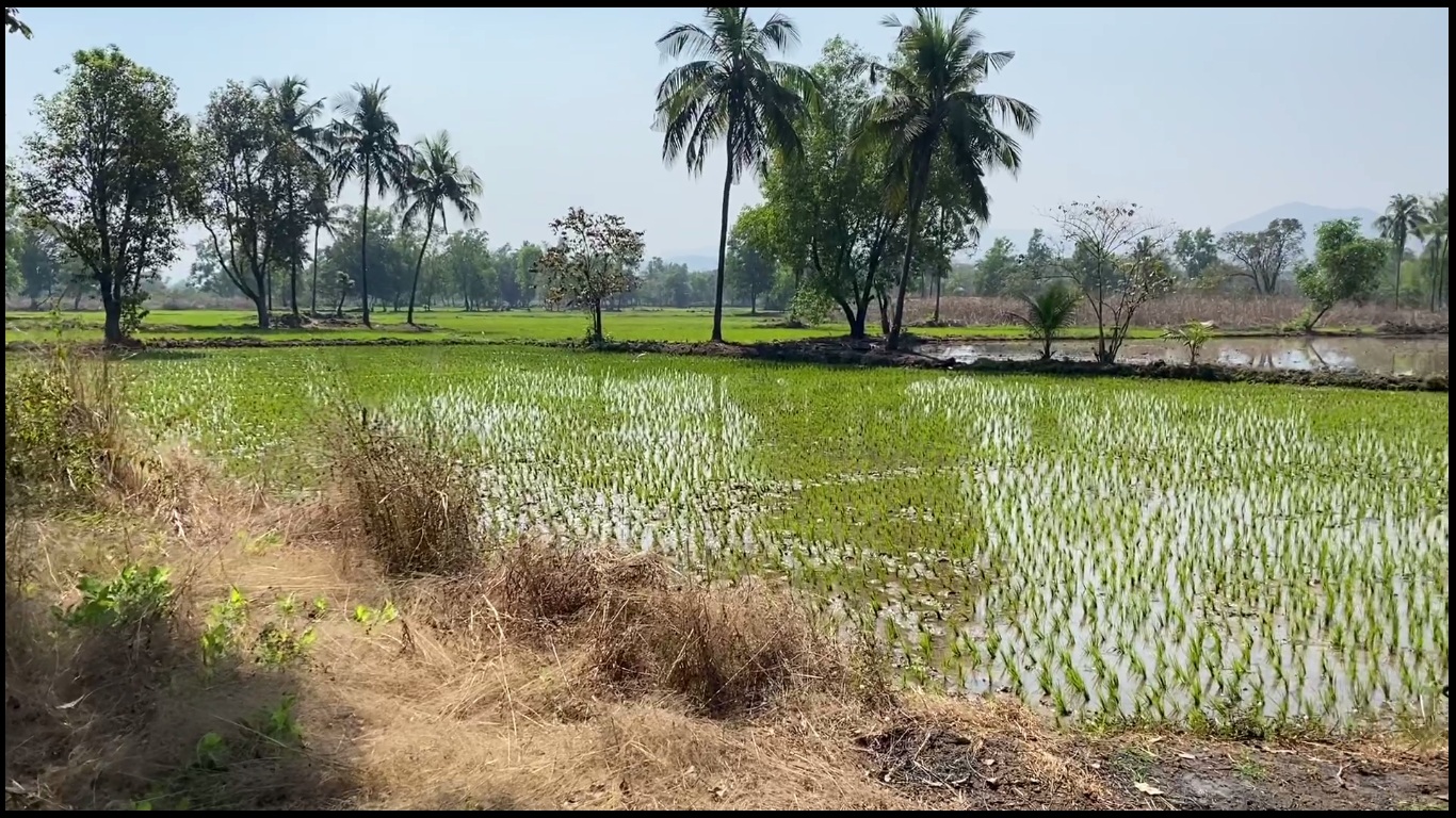 Agriculture Land and Farmer Certificate: 65+ Guntha canal touch peddy ...