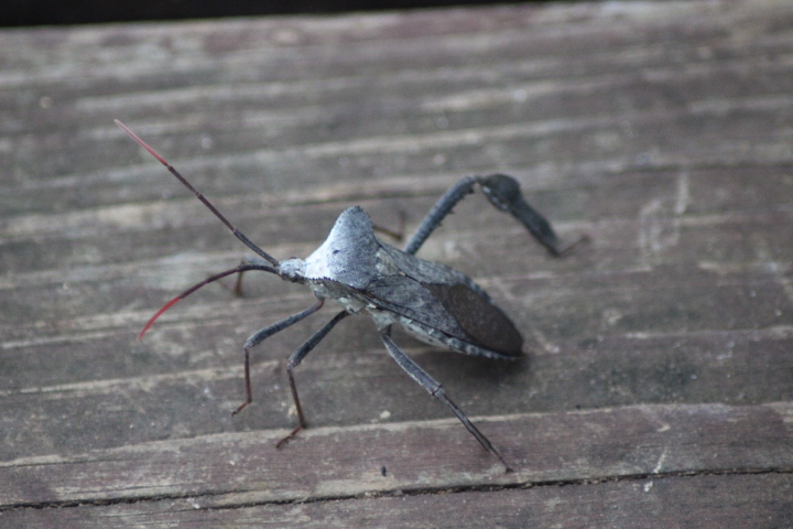 Rock-Oak-Deer: Wildlife Wednesday June 2015