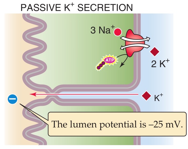 Hospital Student: CELLULAR MECHANISMS OF K+ ABSORPTION AND SECRETION ...