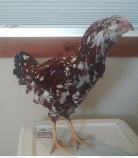 RussianFibers: Russian chickens. Orloff