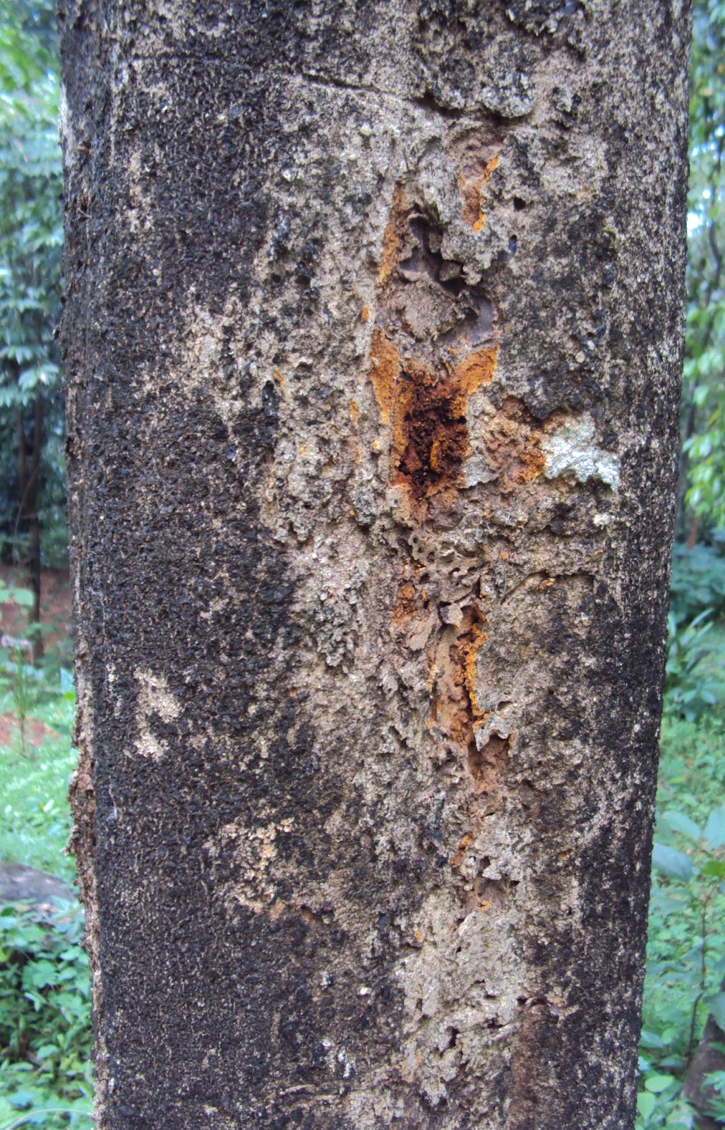 My Own World: Strychnos nux-vomica (Strychnine tree/Pohon Strychnine)