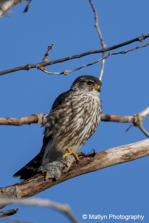 MatlynOutdoors: June 12-14, 2020