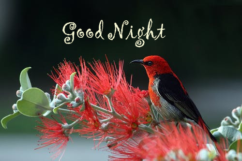 Top 10 Good Night. Images, Greetings, Pictures for Whatsapp ...