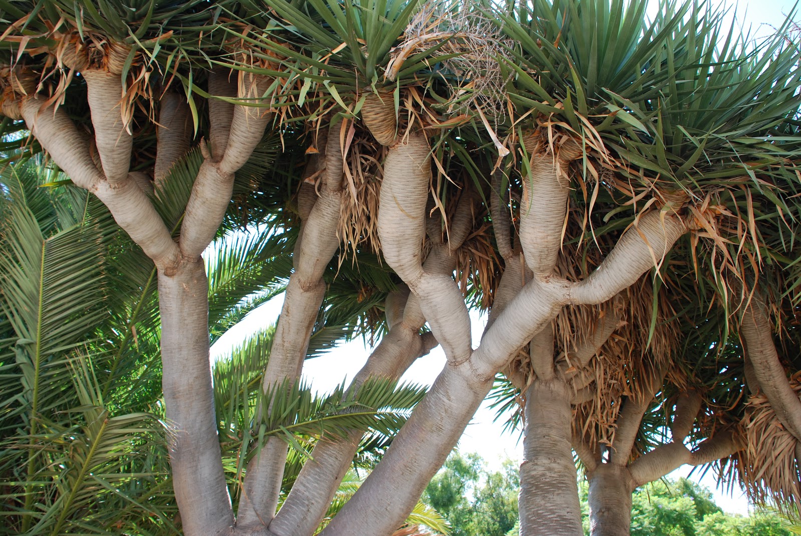 THE DRAGON BLOOD TREE |The Garden of Eaden