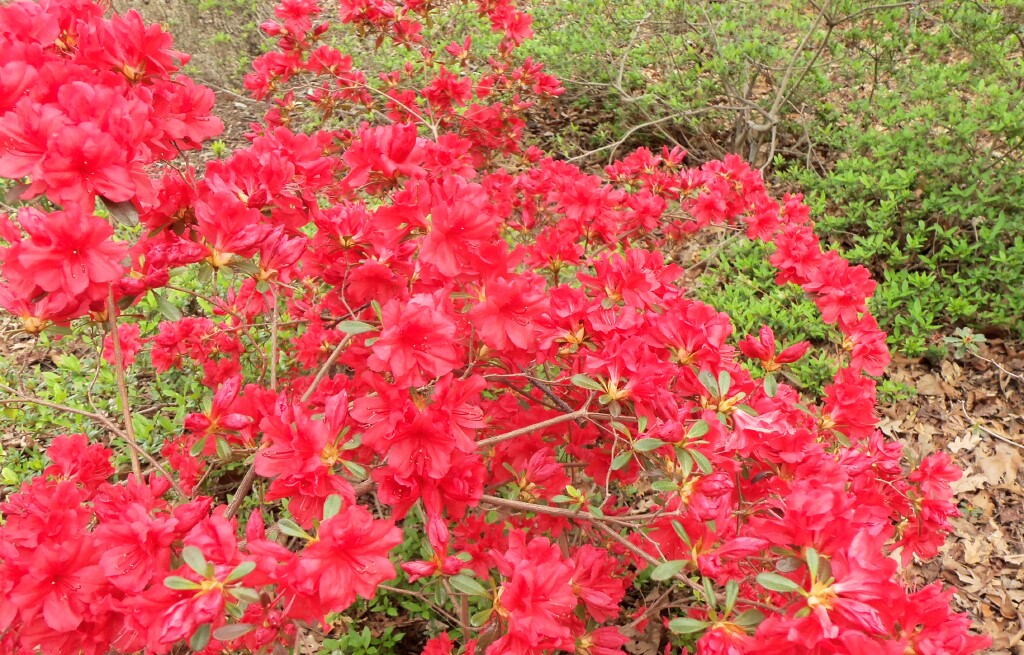 Orange explains it all: National Arboretum Azalea Collection