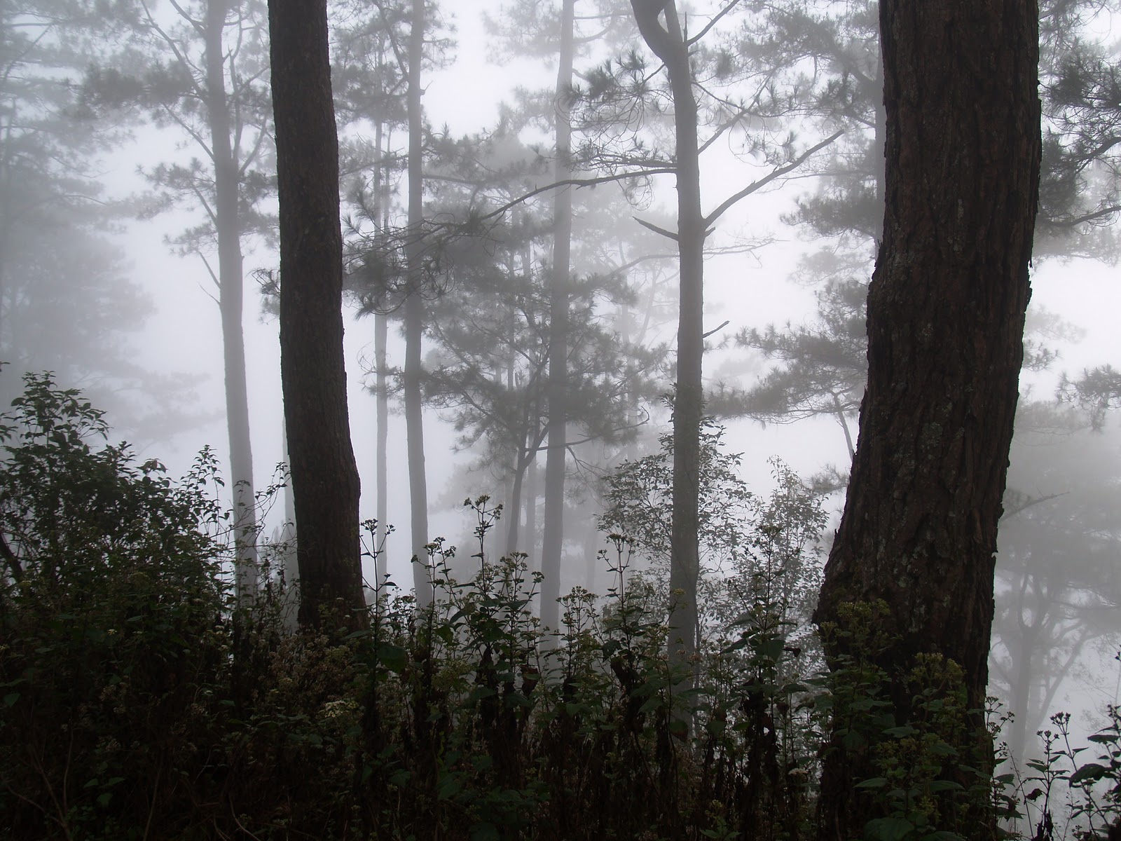 Touch Philippines!: Things not to miss in Baguio City