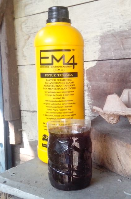 EM4 adalah bakteri starter