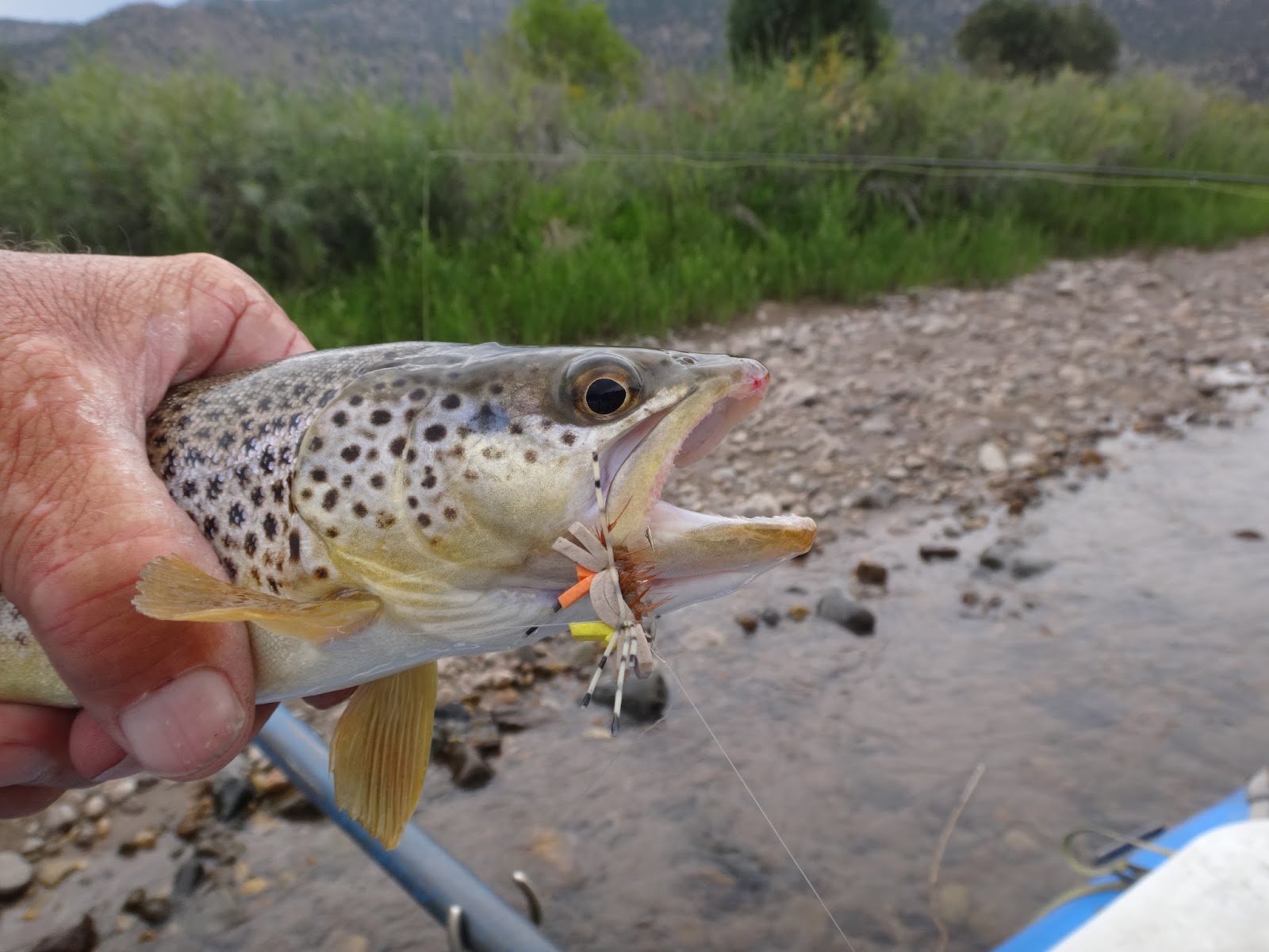 Fish Spotter: Big Bugs