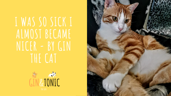 Tales with Gin and Tonic the cats