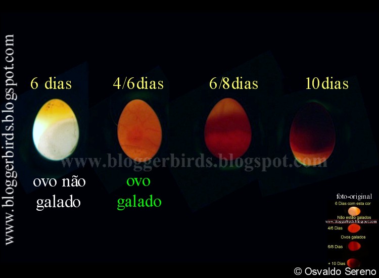 Birdsblog: Desenvolvimento do embrião no ovo