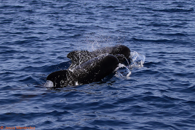 © DEMENCIA ORNITOLOGICA 43º23´N 3º13´W: Calderón común. Globicephala ...
