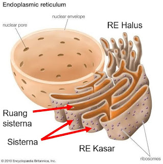 Organel Sel Hewan dan Fungsinya