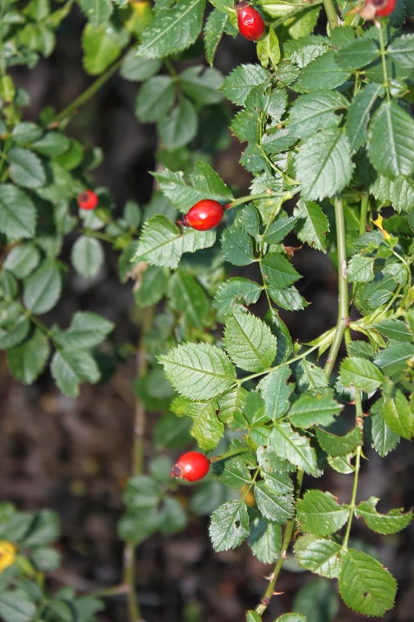 ENTORNO ESCORIAL: DOSIER SOBRE LAS BAYAS SILVESTRES