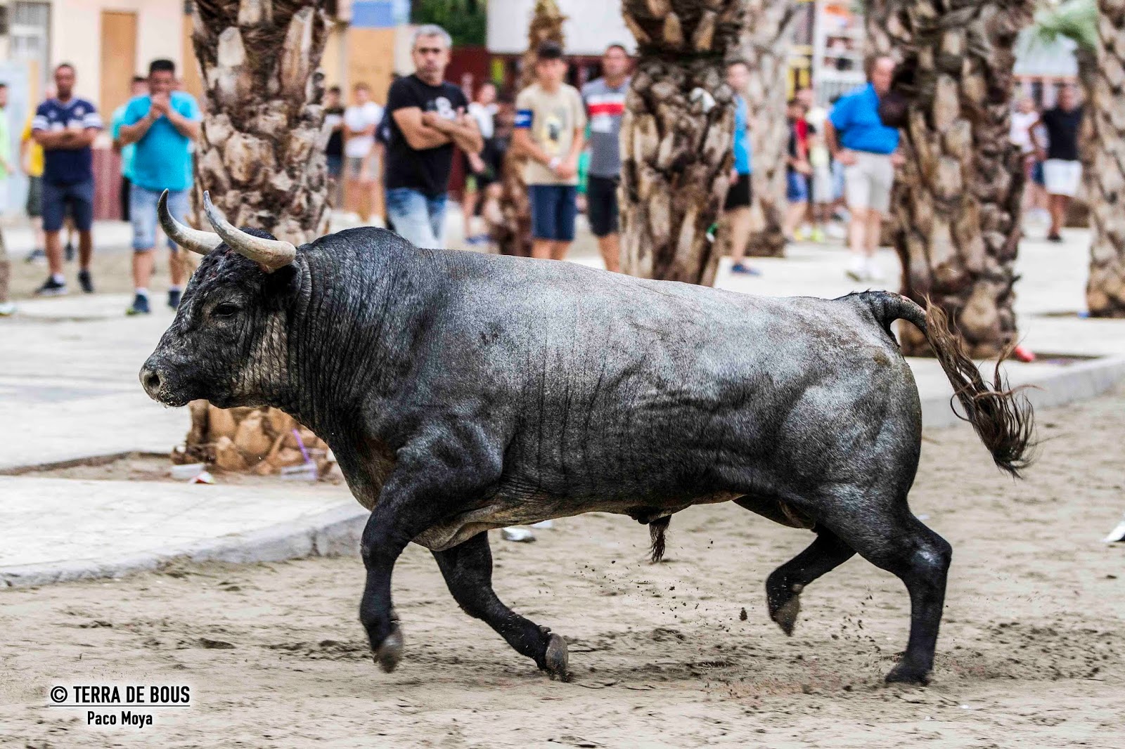 ¡QUE ALEGRÍA VER EMBESTIR UN PARTIDO DE RESINA!