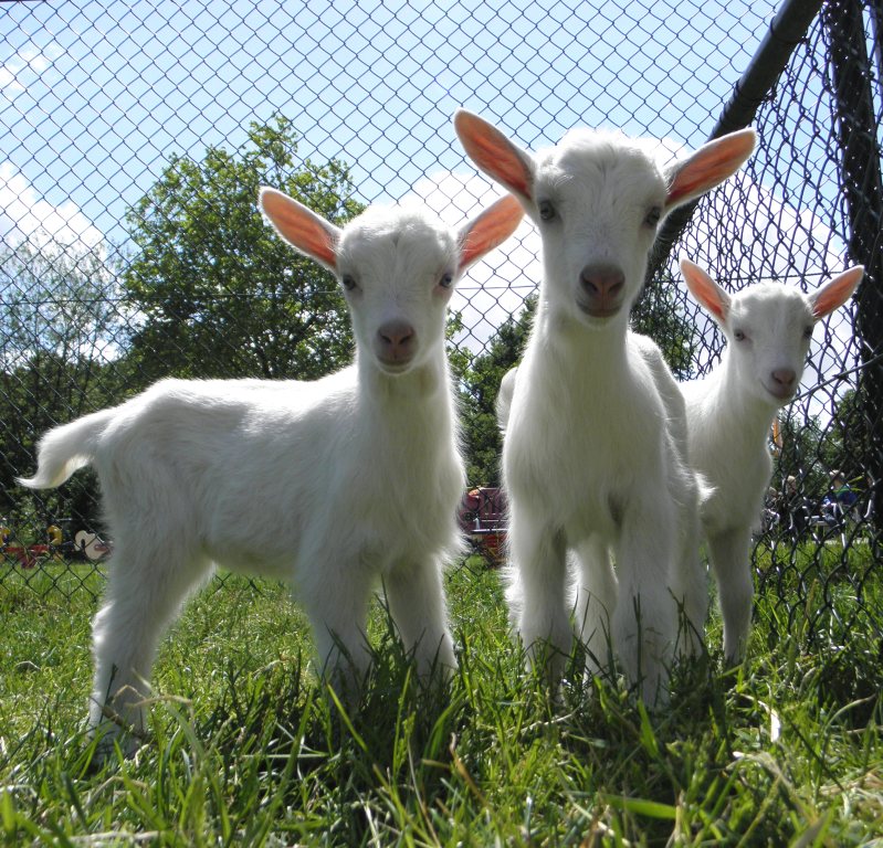 kinderboerderij winschoten: jonge geitjes