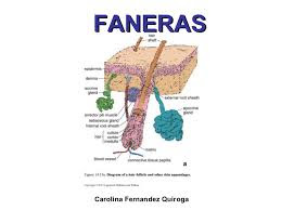 biologia humana: FANERAS