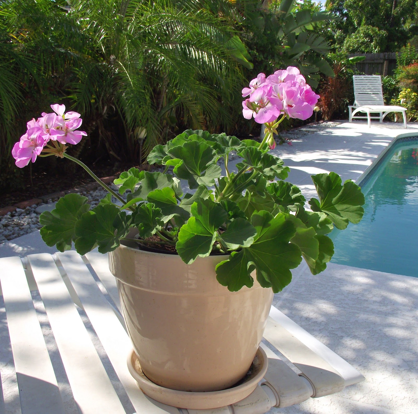 A WHITEWASHED COTTAGE: Pink Geraniums