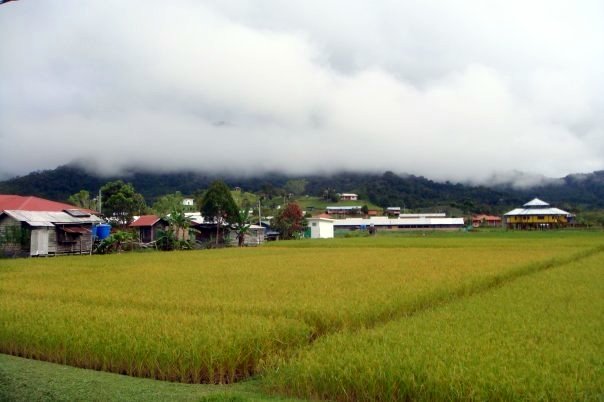 The Bario Revival: Its Background Context and Beginnings – Malaysia’s ...