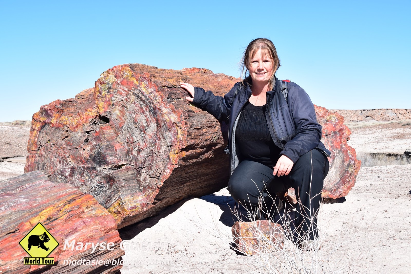 Les arbres pétrifiés de Petrified Forest National Park, Road Trip aux ...