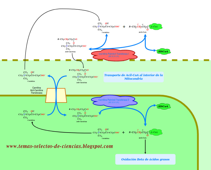 Transporte de Acil-CoA a la Mitocontria
