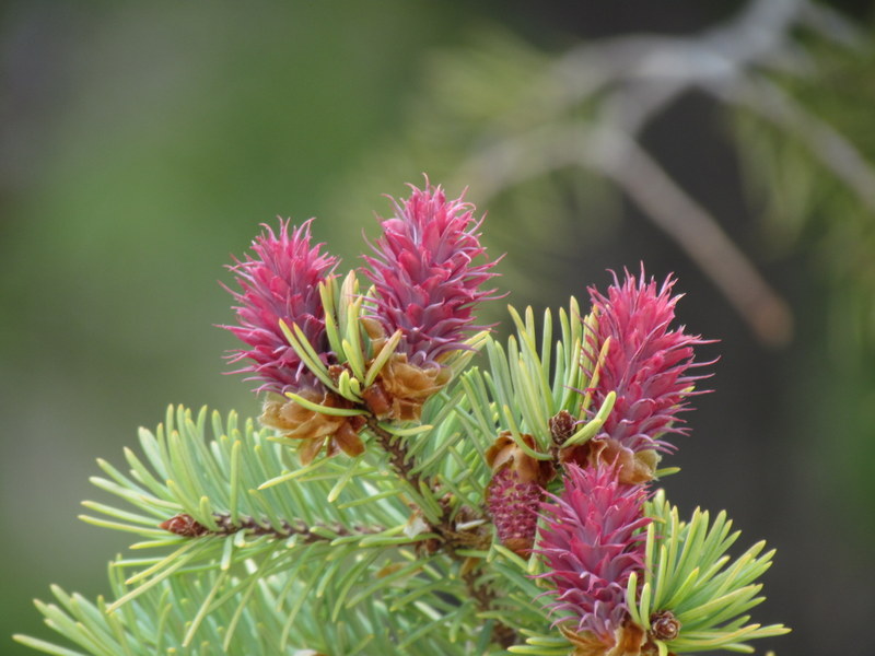 RV4EVER: Bryce Canyon National Park - Flowers