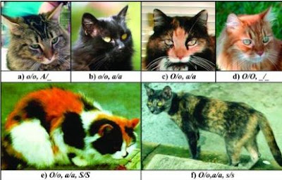 Science Types: The genetics of the calico cat